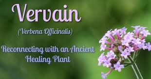 Vervain Organic ( verbenae herba ) 50g / Ziele Werbeny – Natural Herba ...